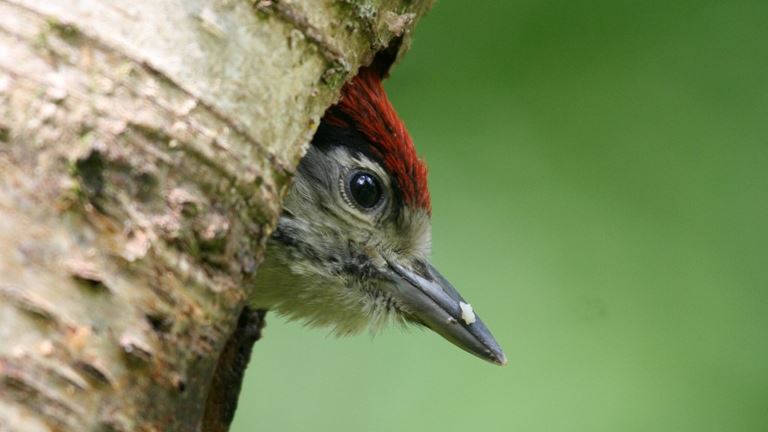 Attracting Birds to Your Backyard: Tips for Every Season | Naturebreak Blog