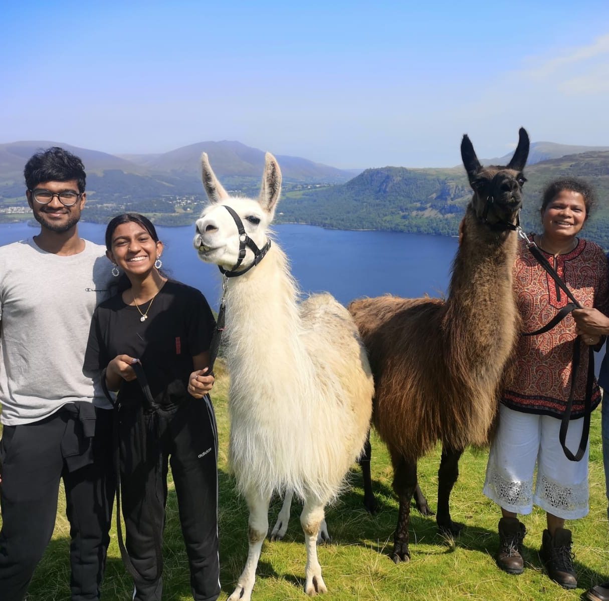 Trekking with Llamas in the Lake District | Naturebreak