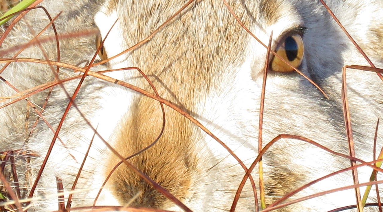 Mountain Hare Discovery Experience - Bespoke private guided walk ...