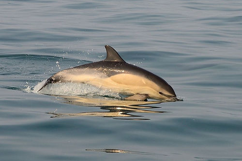 Three incredible accessible activities to do in Devon | Naturebreak Blog